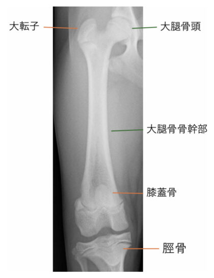 レッグ・カルべ・ペルテス病（LCPD） | 犬と猫の整形外科病院 文京区の動物病院（千石駅・犬猫）